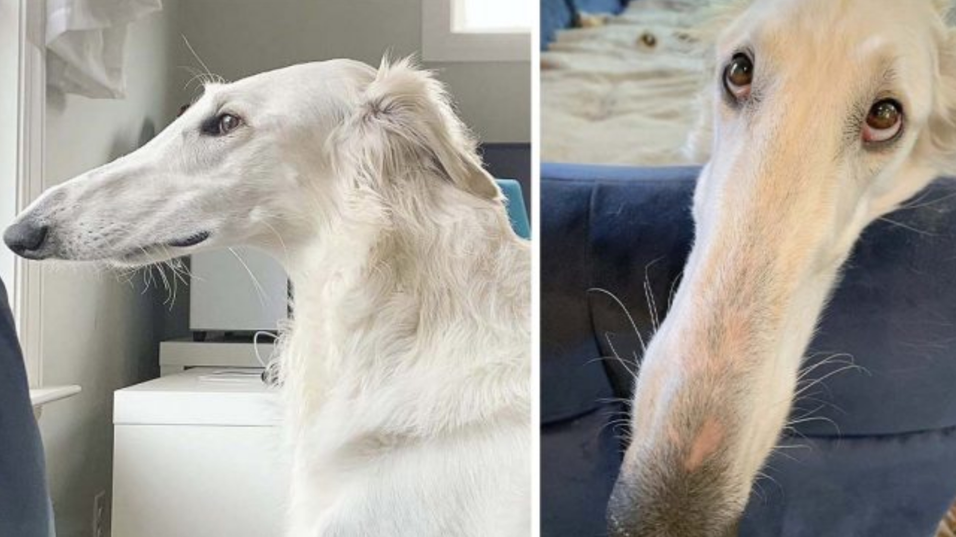 Perro con enorme hocico se convierte viral en las redes sociales ...